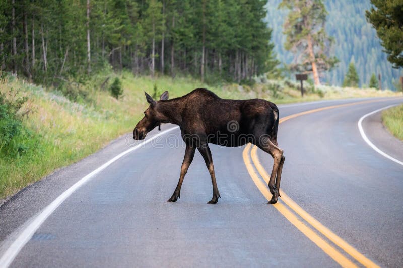 Moose in the Middle of Busy Park Road Stock Image - Image of tetons ...