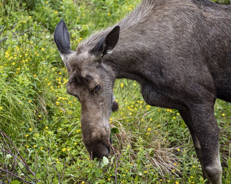 Moose stock photo. Image of mammal, dewlap, grazes, animal - 157293812