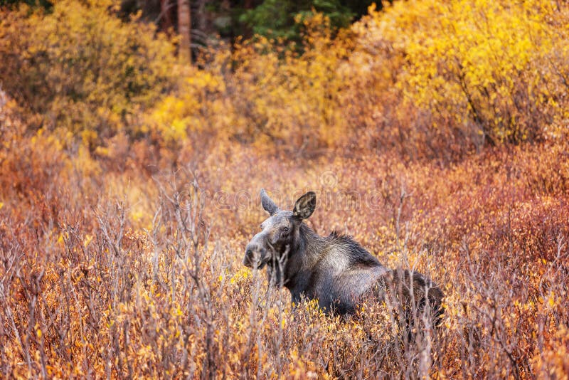 Moose stock photo. Image of life, valley, grass, fall - 130743214