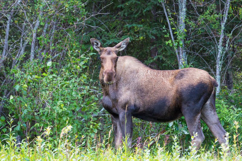 Moose stock image. Image of moose, outdoor, male, animal - 162196273