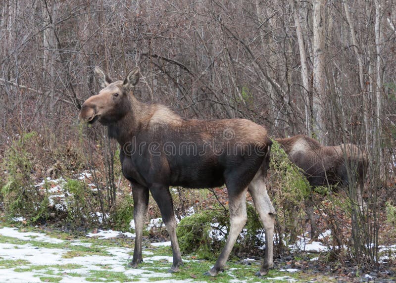 Mother Baby Moose Stock Photos - Download 129 Royalty Free Photos