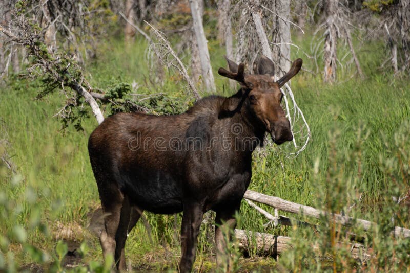 Moose on the Loose in Waterton National Park Stock Image - Image of ...