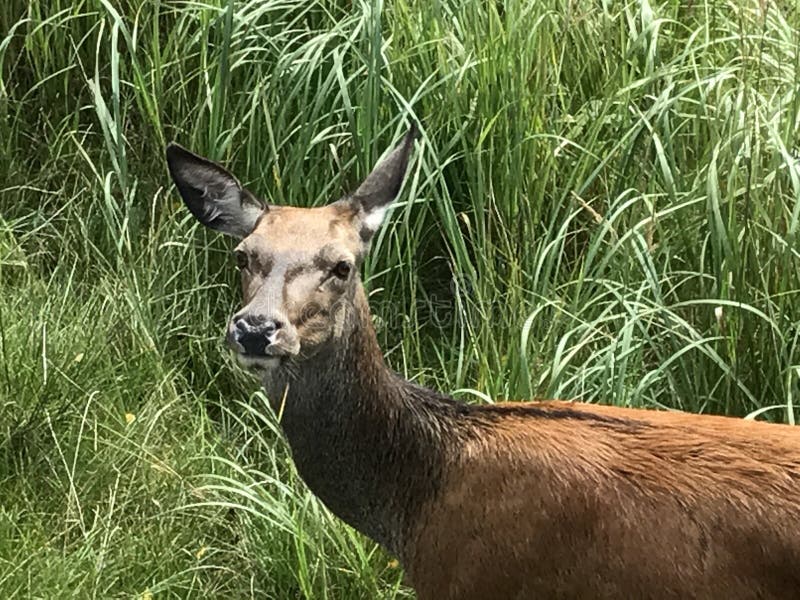 Lithuania stock image. Image of wildlife, moose, lithuania - 117576913