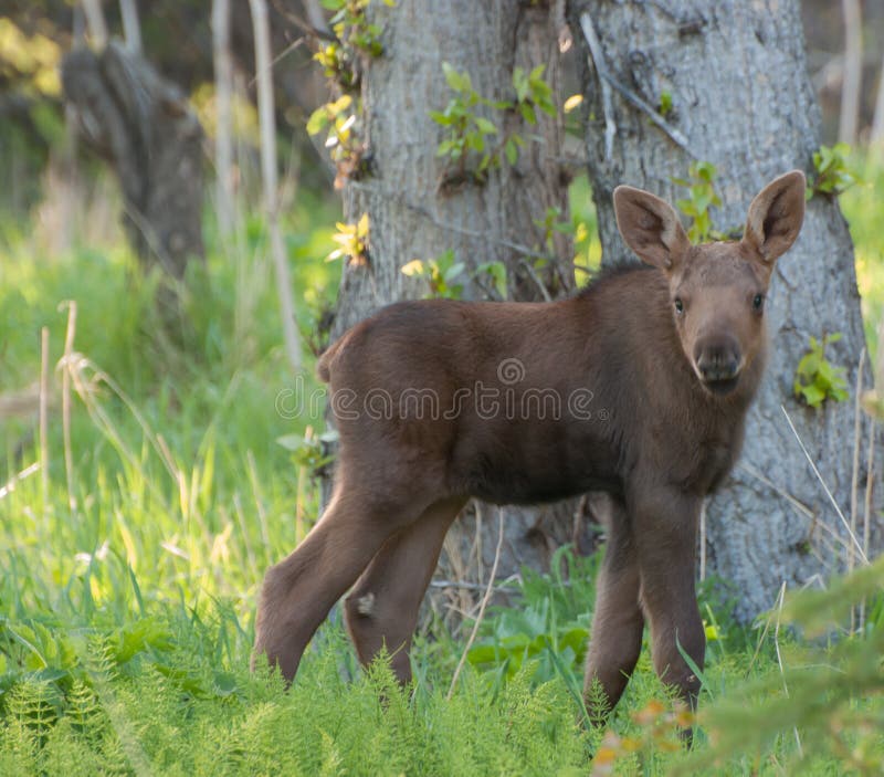 Newborn Moose Calf Feeding on Grass Alaska Wilderness Stock Image ...