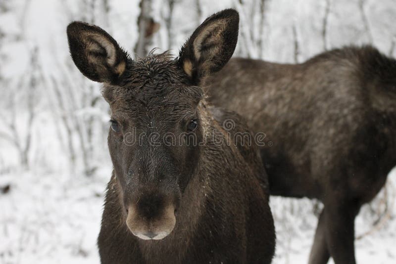 Moose stock photo. Image of animal, mouth, looking, norway - 49129354