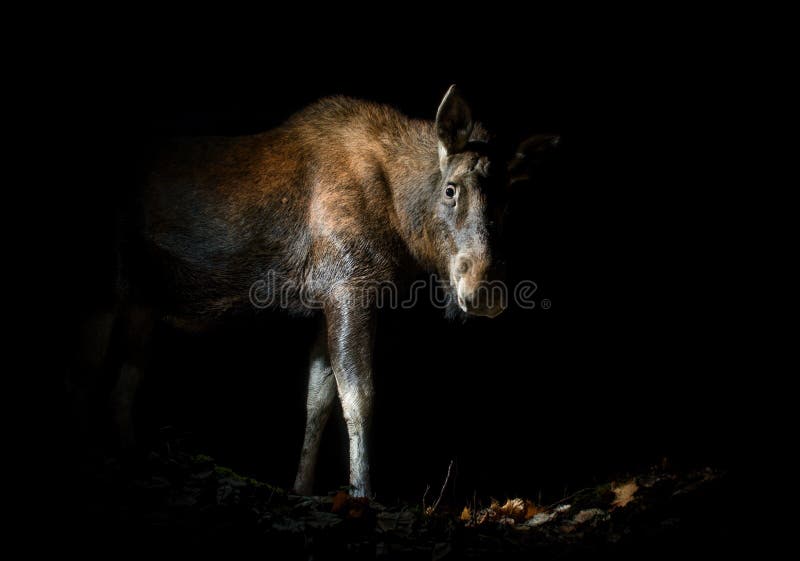 Moose in Night Forest Light Flash Cam Trapping Stock Photo - Image of ...