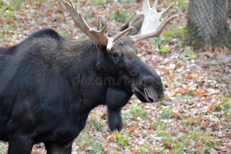 Moose stock photo. Image of fall, curious, face, eyes - 81385148