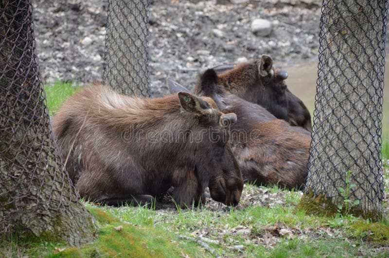Moose stock image. Image of curious, habitat, growing - 91717145