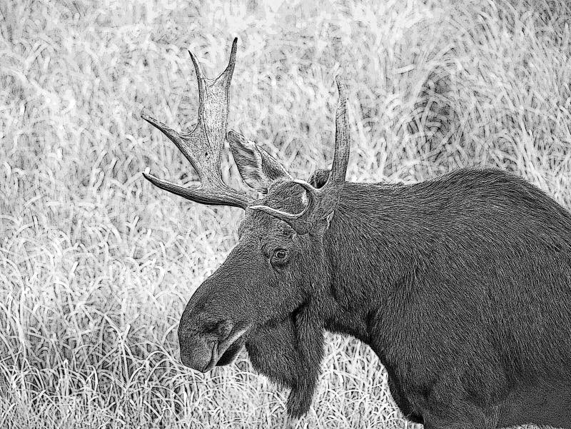 Elk Horn Painting Stock Photos - Free & Royalty-Free Stock Photos from ...