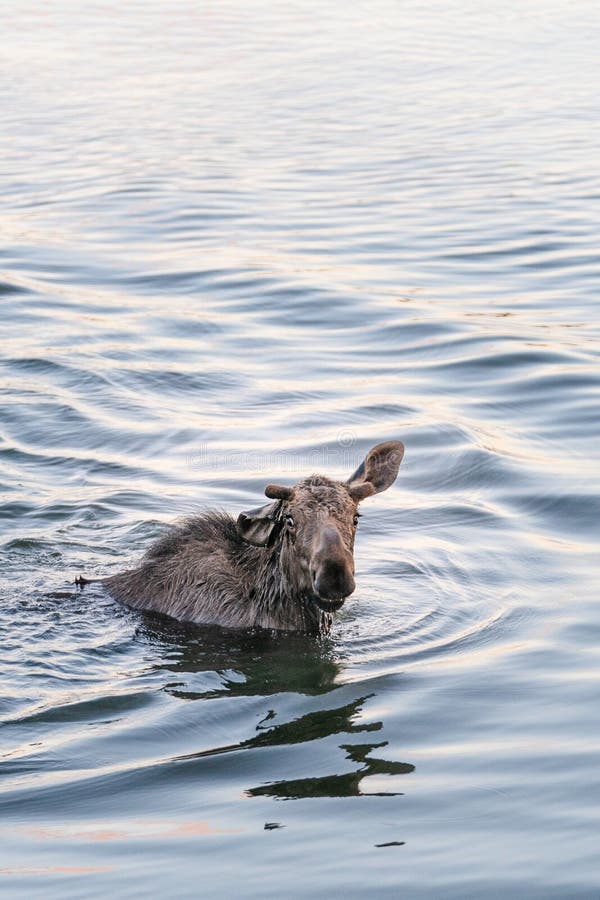 Goofy Moose Playing in Pond Stock Image - Image of pond, splash: 191659439