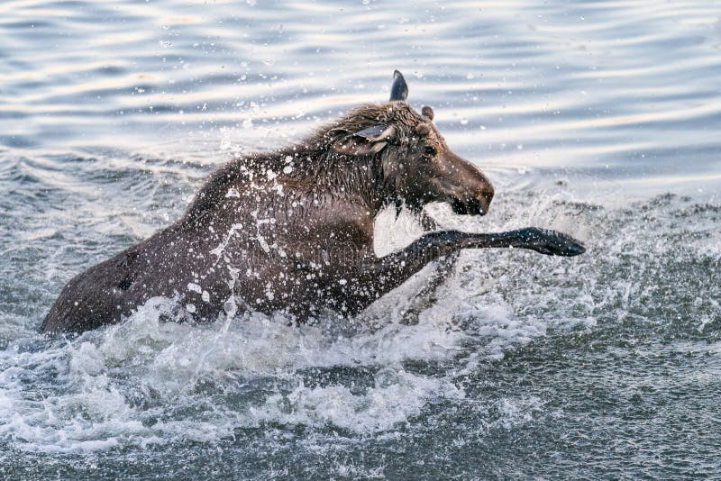 Bull Moose Playing in Water Stock Image - Image of splash, moose: 191659445