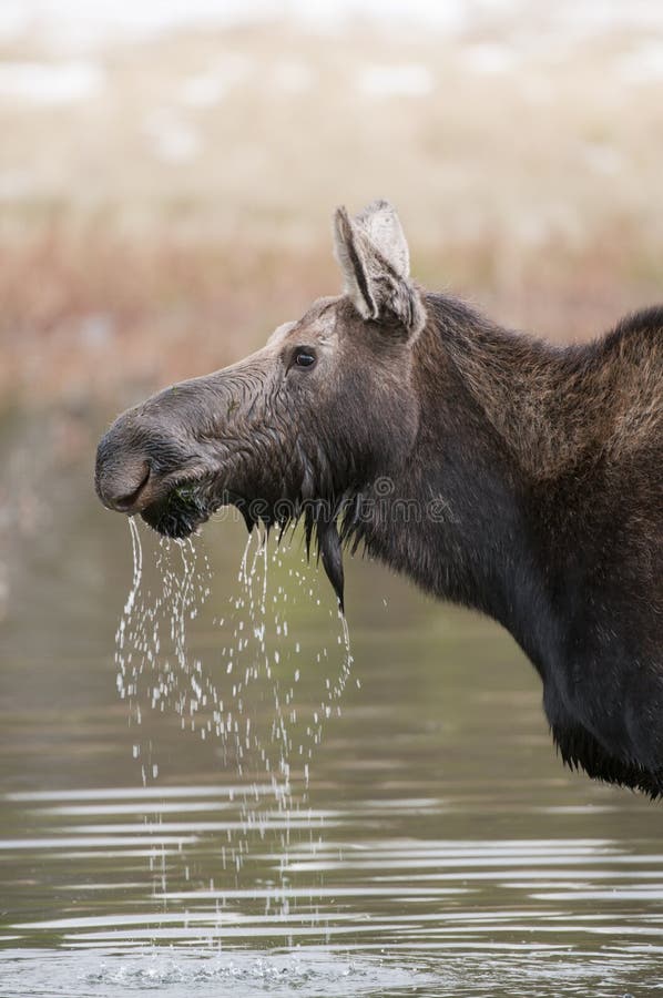 Moose Portrait at the Skansen Museum, Stockholm, Sweden Stock Image ...
