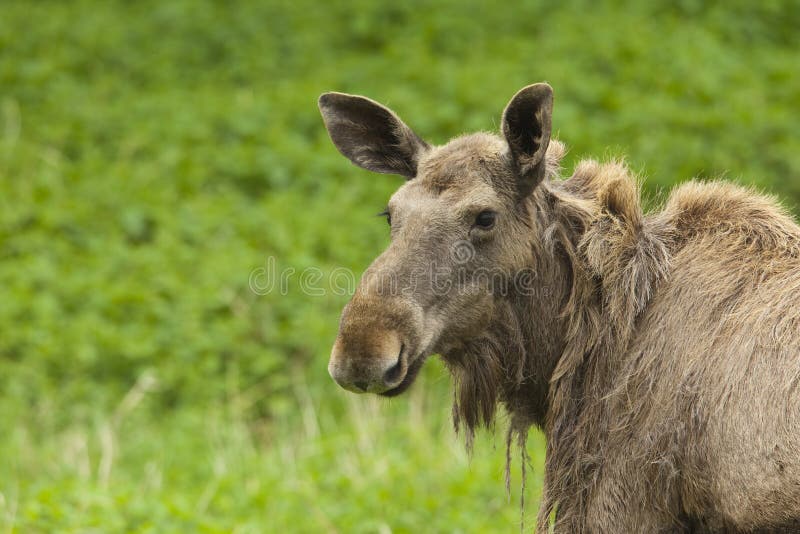Moose portrait stock photo. Image of beauty, pond, color - 35810734
