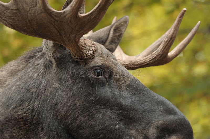 1,821 Moose Head Photos - Free & Royalty-Free Stock Photos from Dreamstime