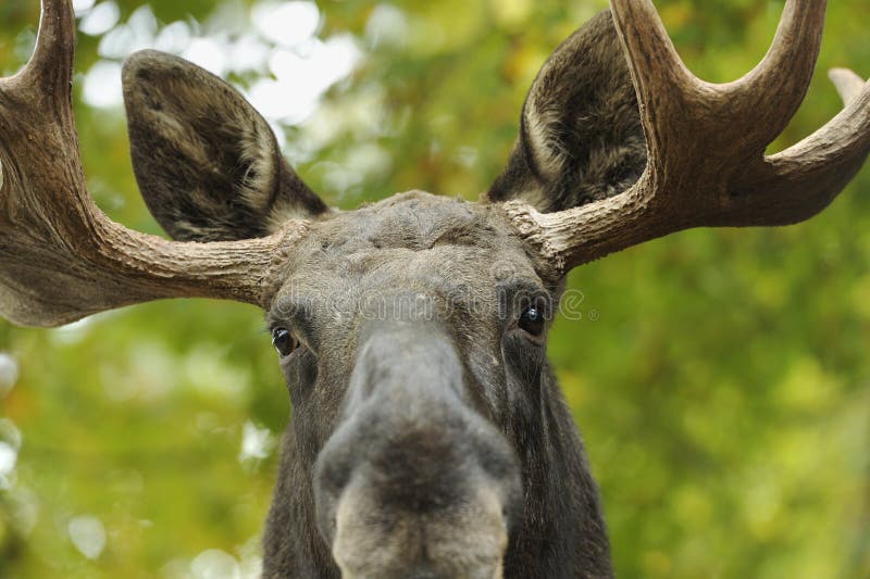 2,820 Moose Head Stock Photos - Free & Royalty-Free Stock Photos from ...