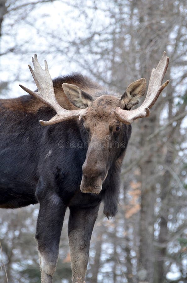 Moose Portrait stock image. Image of hair, animals, vertebrate - 61431585