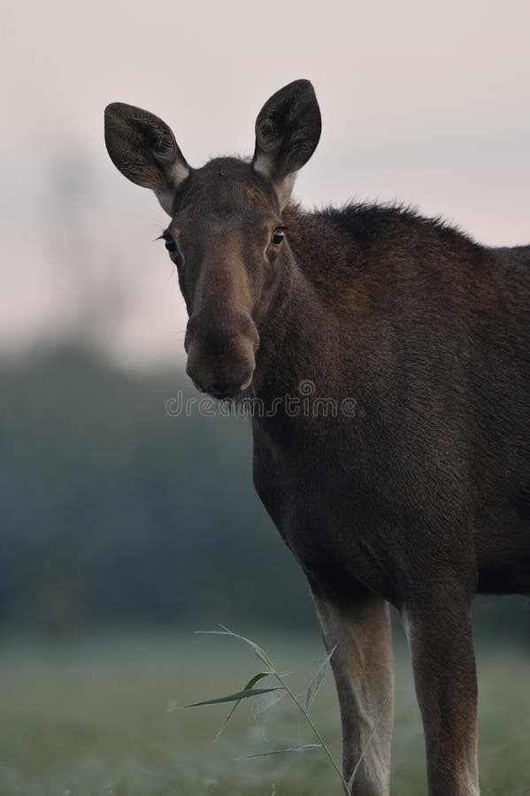 Moose Portrait at the Skansen Museum, Stockholm, Sweden Stock Image ...