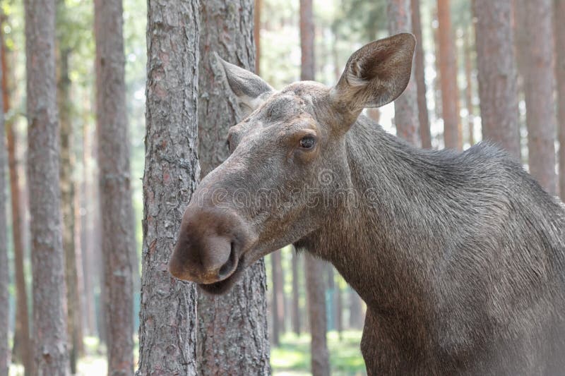 Moose stock photo. Image of pine, wildlife, grass, national - 86055586