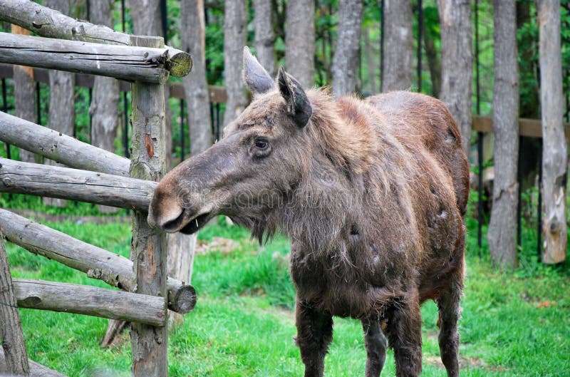 Moose. stock image. Image of spring, prague, green, moose - 47890735