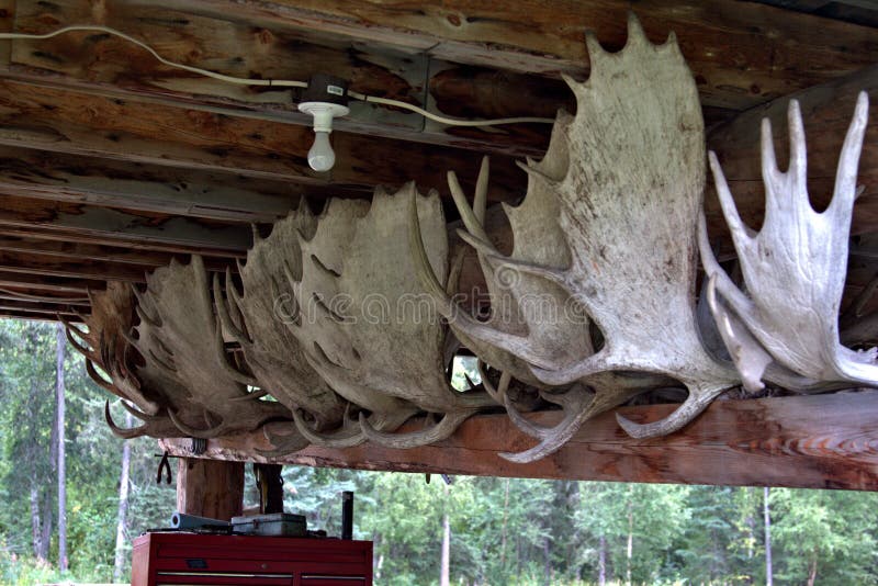 Moose Racks stock photo. Image of bone, isolated, rafters - 171844916