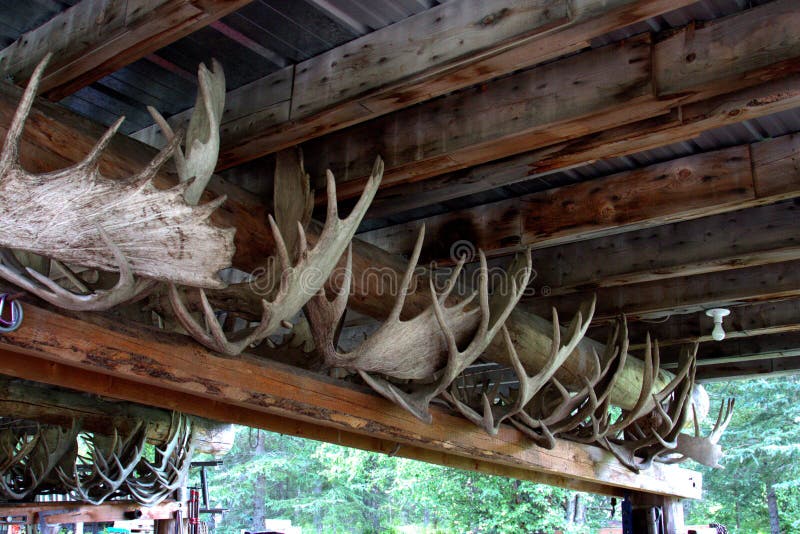 Moose Racks in a Alaska Shed Stock Image - Image of antler, bleached ...