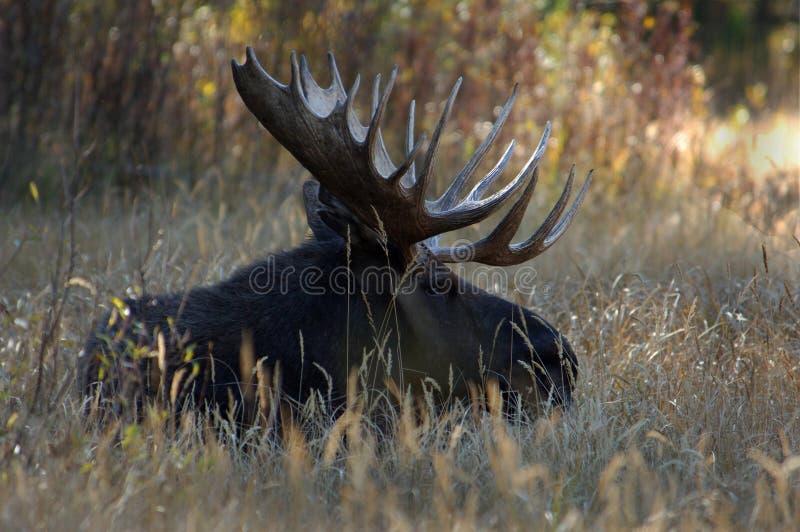 Moose ready to take a nap stock photo. Image of huge, antlers - 1329458