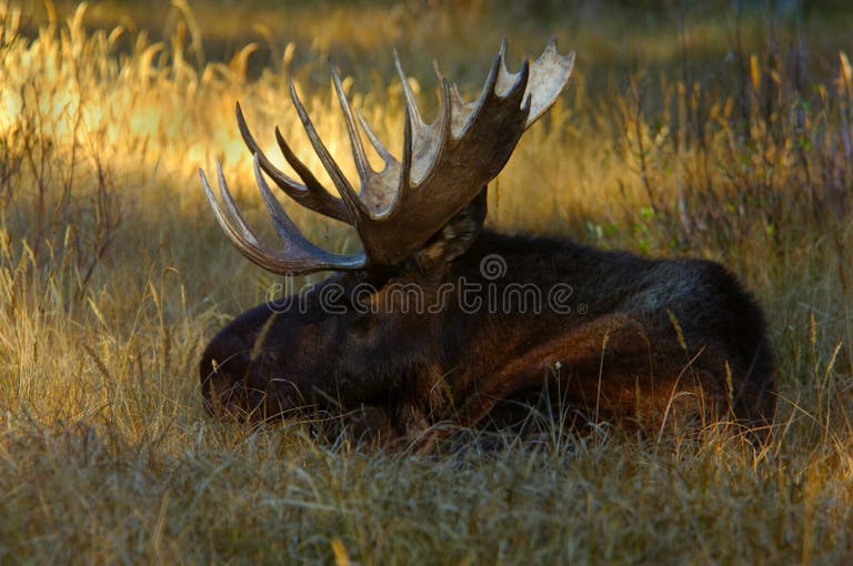 Moose ready to take a nap stock image. Image of bell, antlers - 1329483