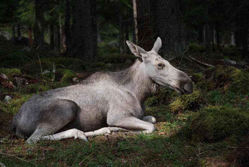 Moose resting in pond stock image. Image of refresh, antler - 84283