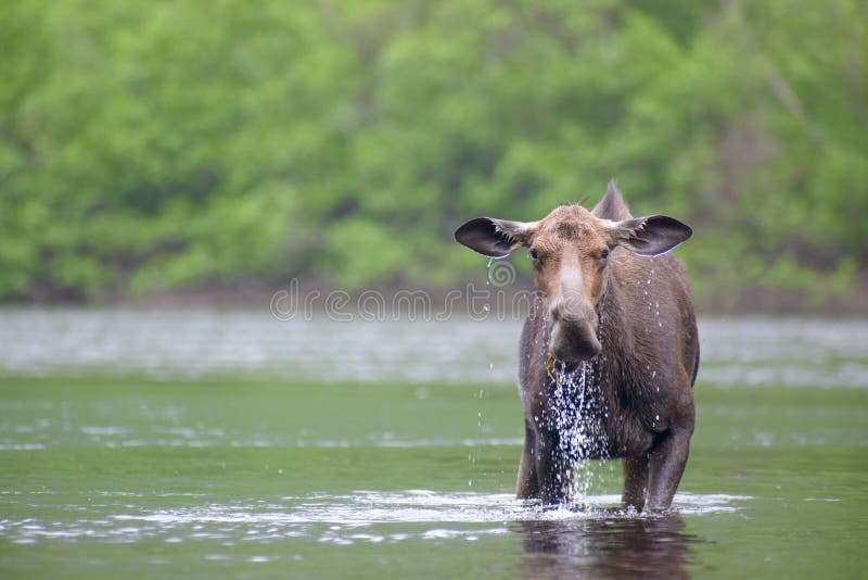 Moose in the river stock image. Image of river, animal - 44402955