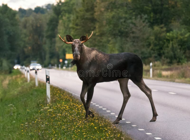 Moose crossing the road stock photo. Image of moose - 135019008