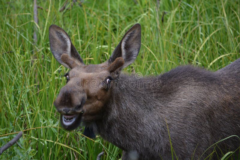 Moose in Rock Mountain National Park Stock Image - Image of calf, moose ...