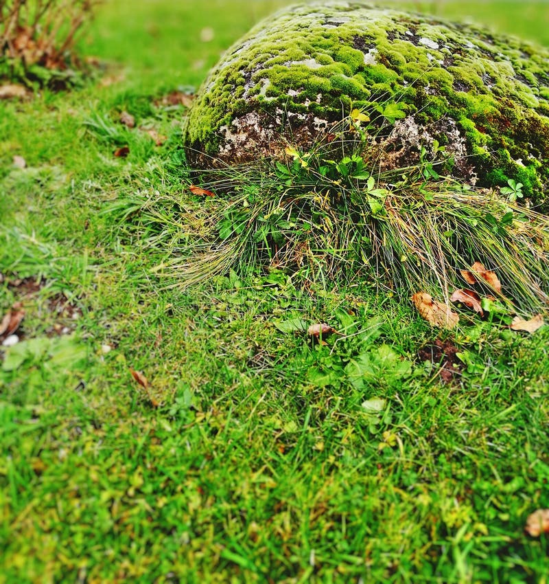 Moose on the rock stock image. Image of outside, moose - 106014667