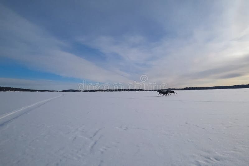 Moose Run on an Icy Lake. Winter and Ice on Lake, Moose Running Stock ...