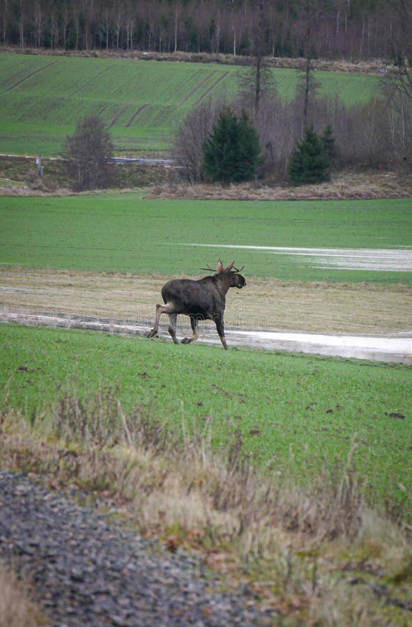 A Moose Running Across a Field Stock Image - Image of person, animal ...
