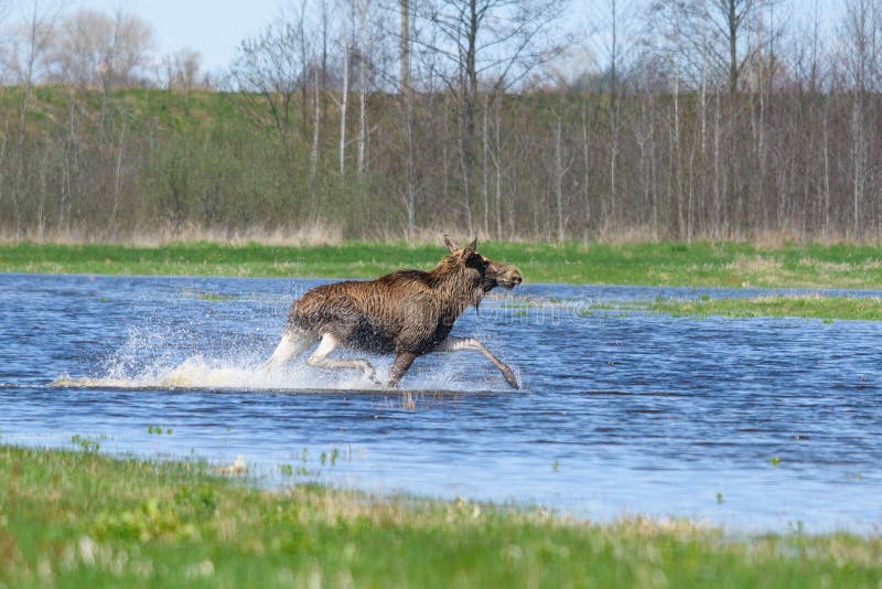 Moose stock image. Image of green, mammal, natural, brown - 246662979