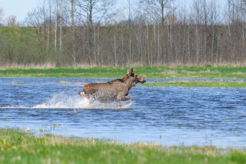 Moose stock photo. Image of nature, wildlife, natural - 246662994