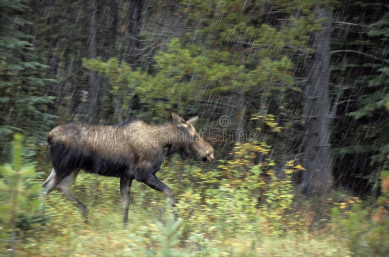 Moose running in rain stock photo. Image of forest, running - 2880844