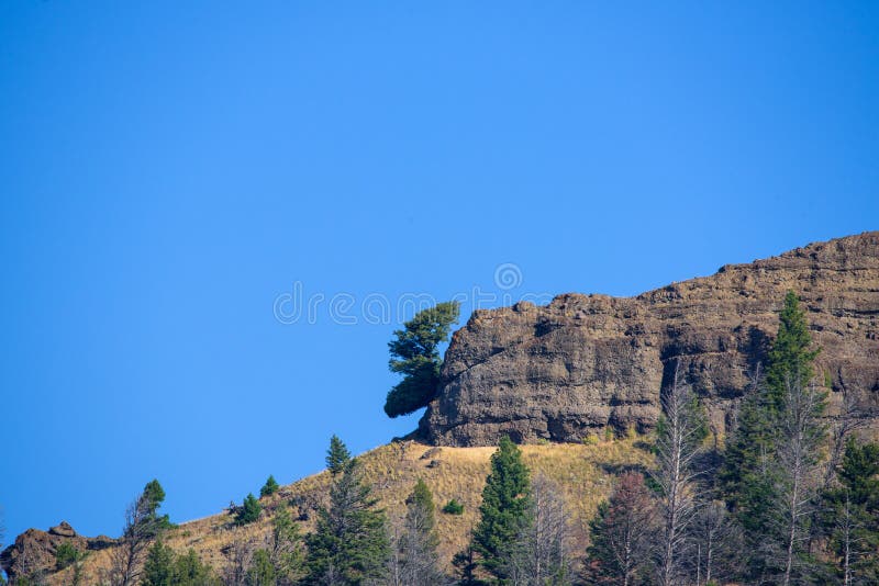 Moose Shape Tree Near Lamar Valley in Yellowstone Stock Image - Image ...