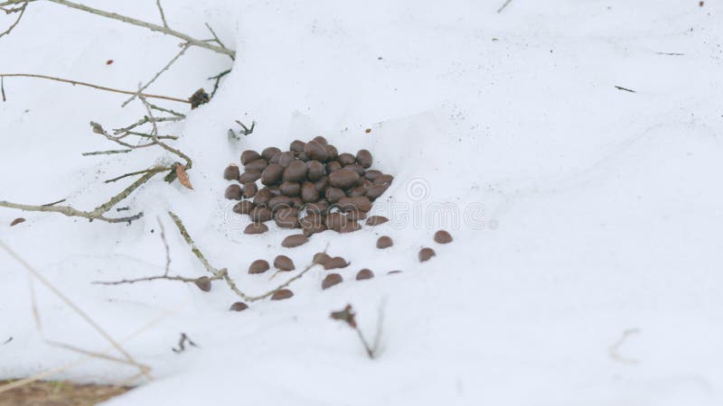 Moose Shit on the Snow. Spring in the Forest Stock Footage - Video of ...