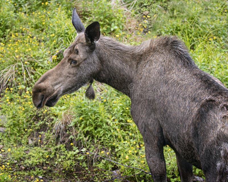 Moose stock image. Image of nature, moose, captive, grazer - 157293781