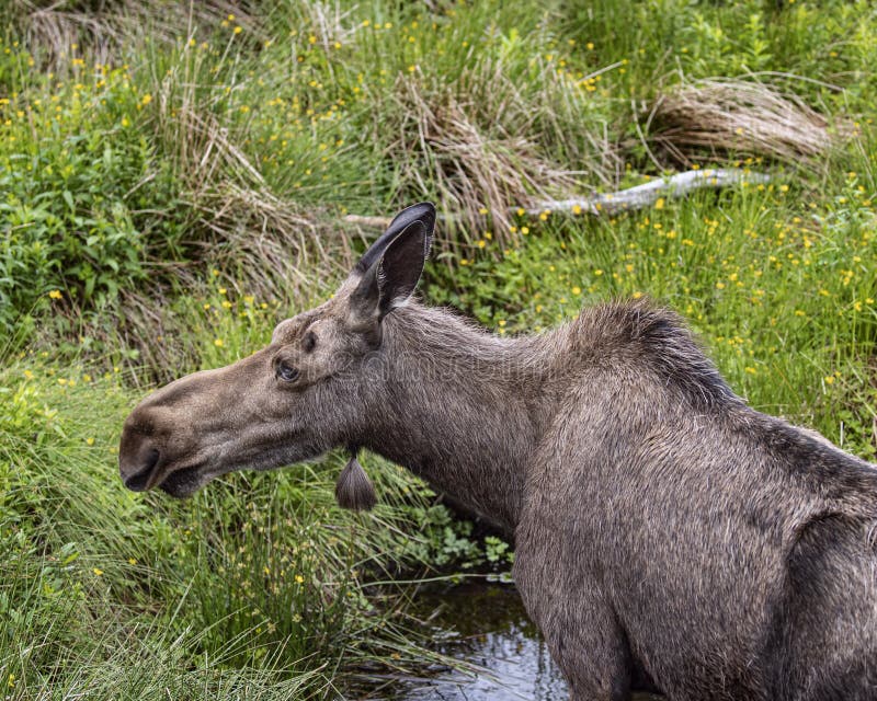 Moose stock photo. Image of ears, nature, captive, dewlap - 157293808