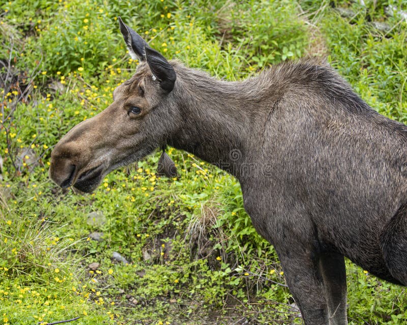 Moose stock image. Image of mammal, animal, captive - 157293811