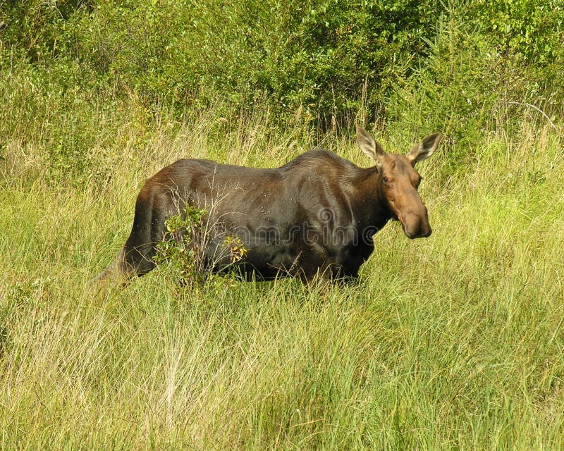 Moose Side View stock photo. Image of ugly, wild, field - 1133490