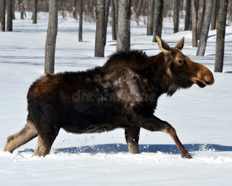 Moose running stock photo. Image of animal, moose, cold - 133780024