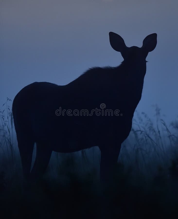 Moose silhouette at night stock image. Image of mist - 108232327