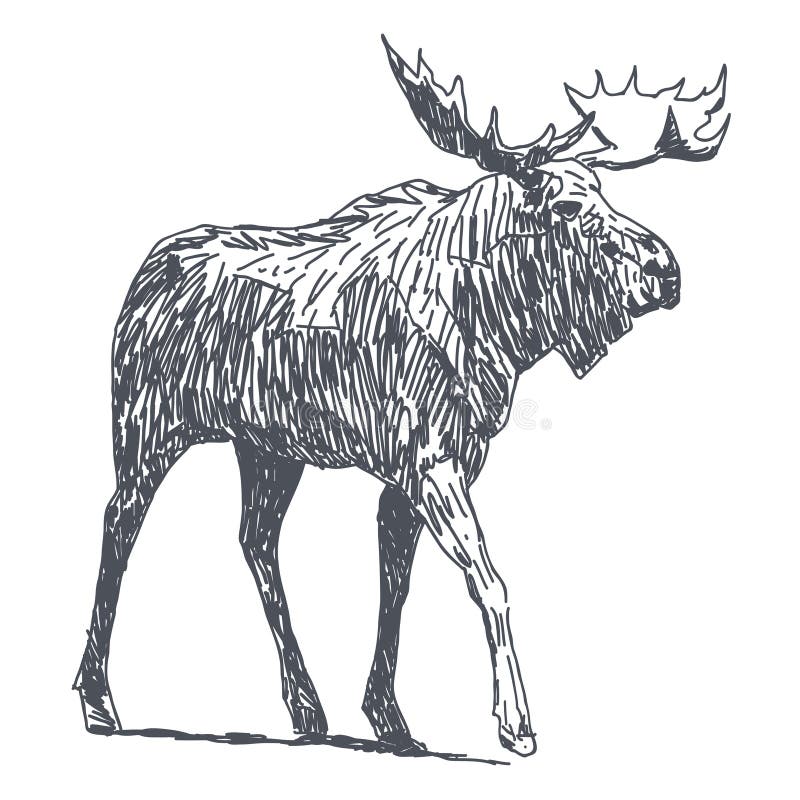Canadian Moose Drawing