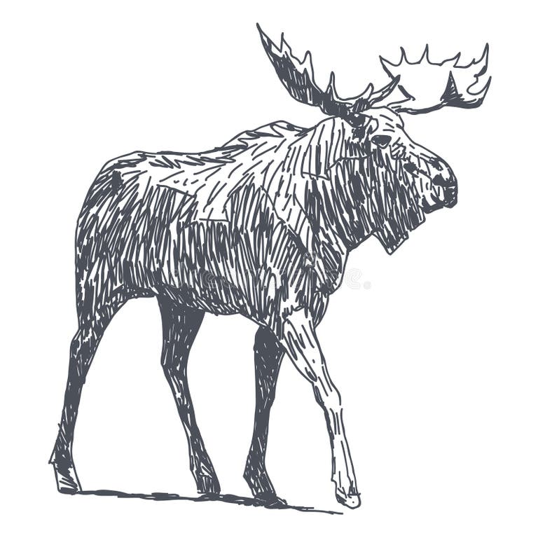 Moose Drawing Stock Illustrations – 9,153 Moose Drawing Stock ...