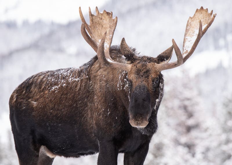 A Moose in Snow stock photo. Image of ocean, moose, endangered - 211022112