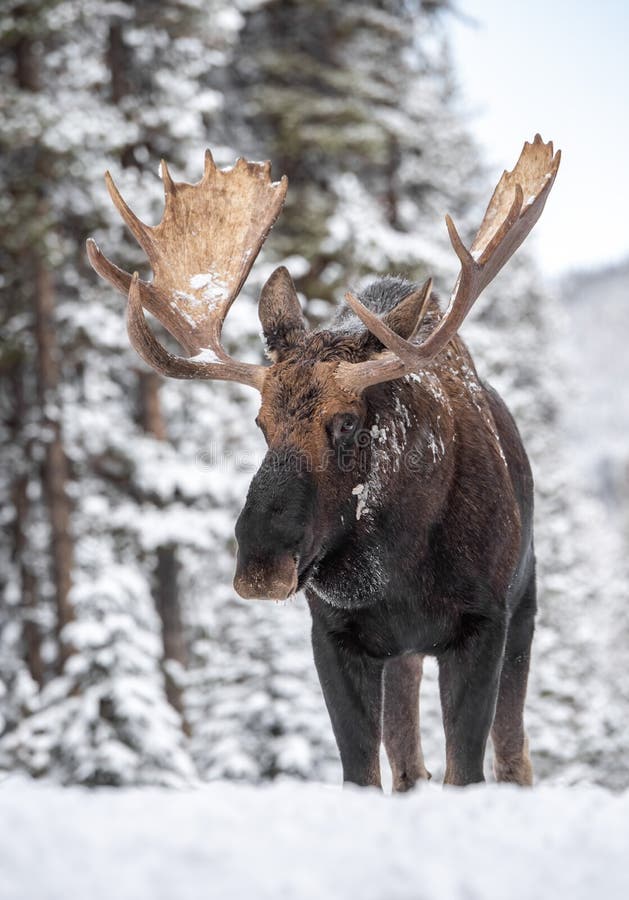 Moose in Snow in Jasper Canada Stock Image - Image of canon, banff ...