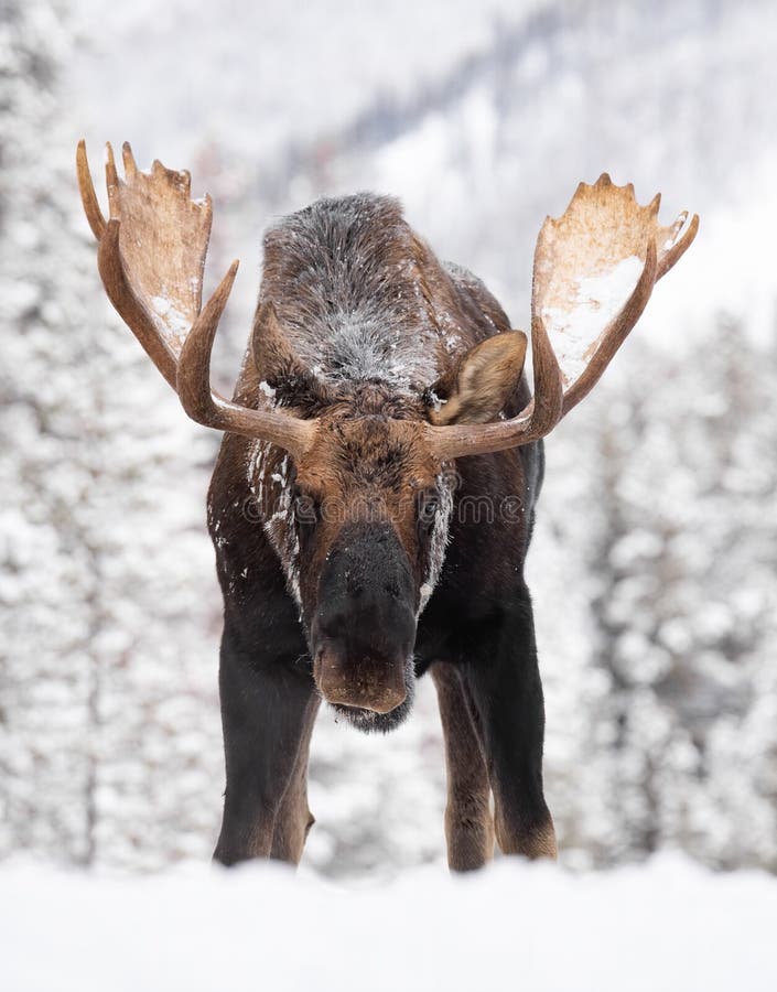 Moose in Snow in Jasper Canada Stock Photo - Image of beautiful, pretty ...